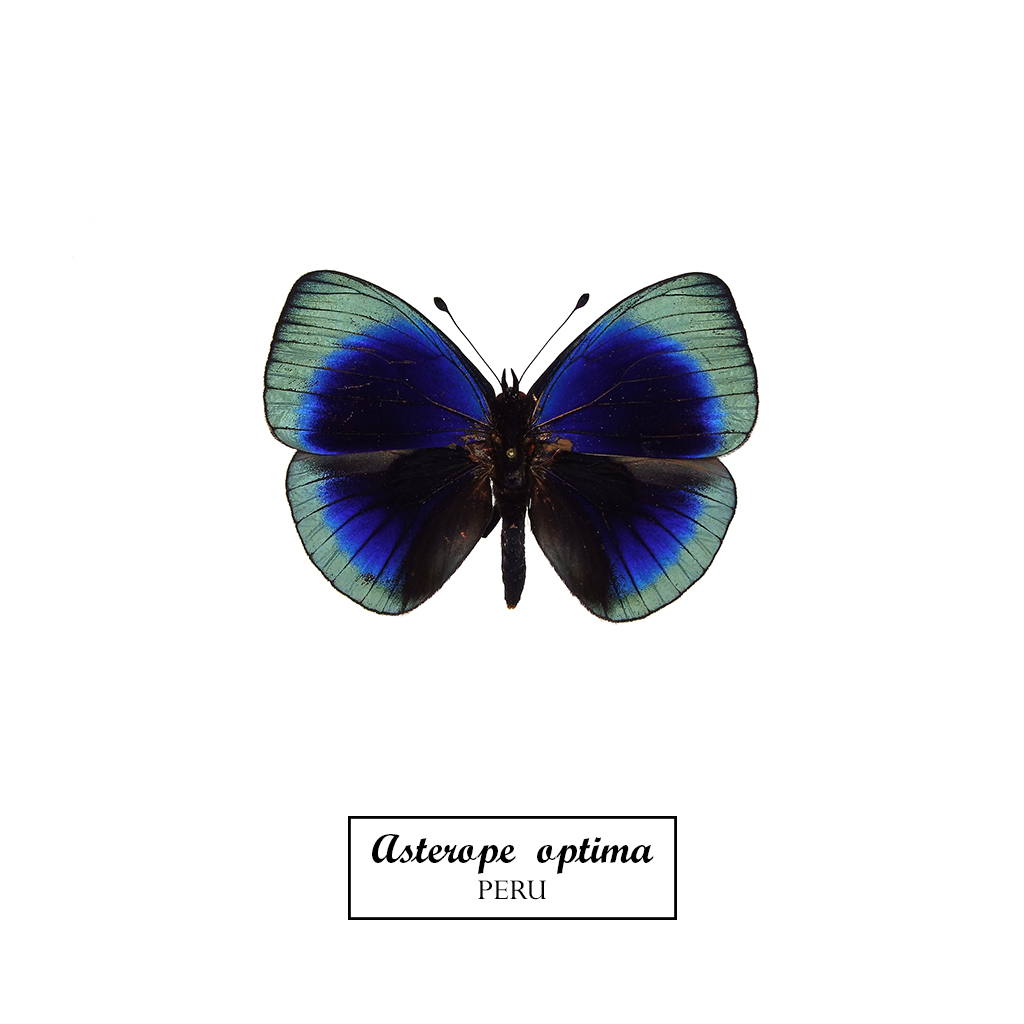 GABANNABUTTERFLY | Asterope optima optima