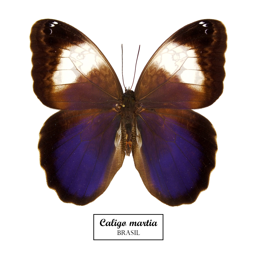 GABANNABUTTERFLY | Caligo martia