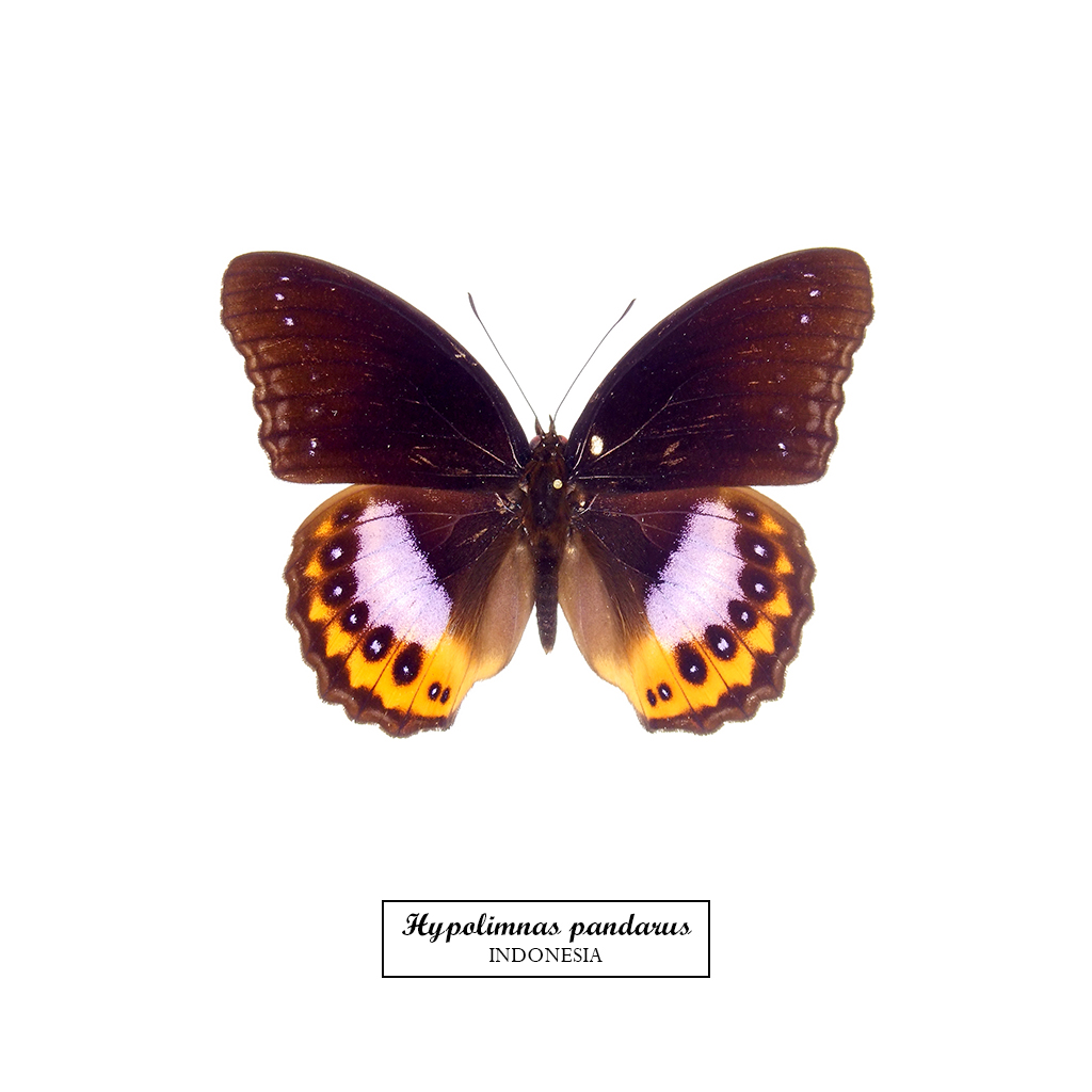 GABANNABUTTERFLY | Domov