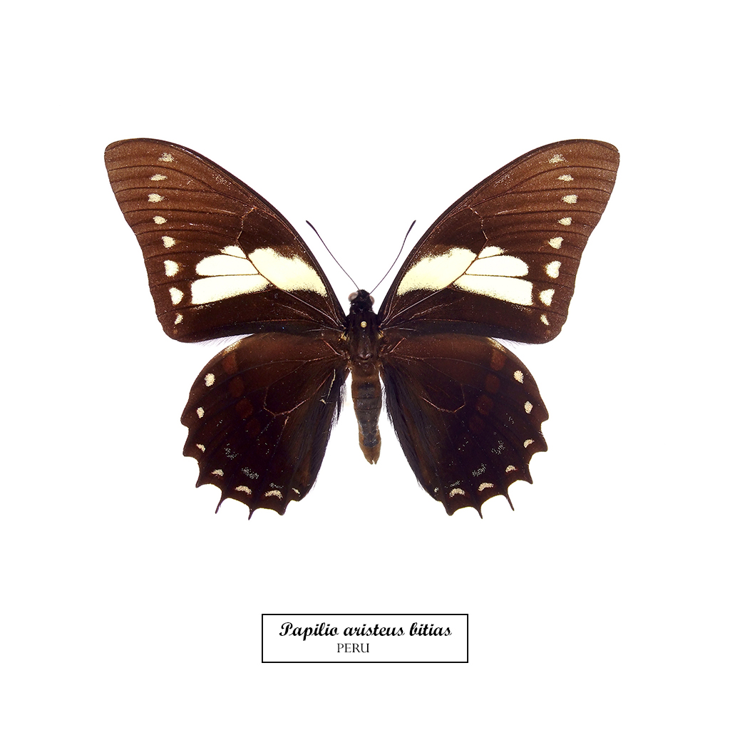 GABANNABUTTERFLY | Domov