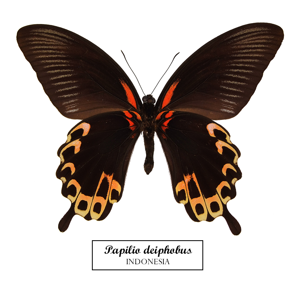 GABANNABUTTERFLY | Papilio deiphobus